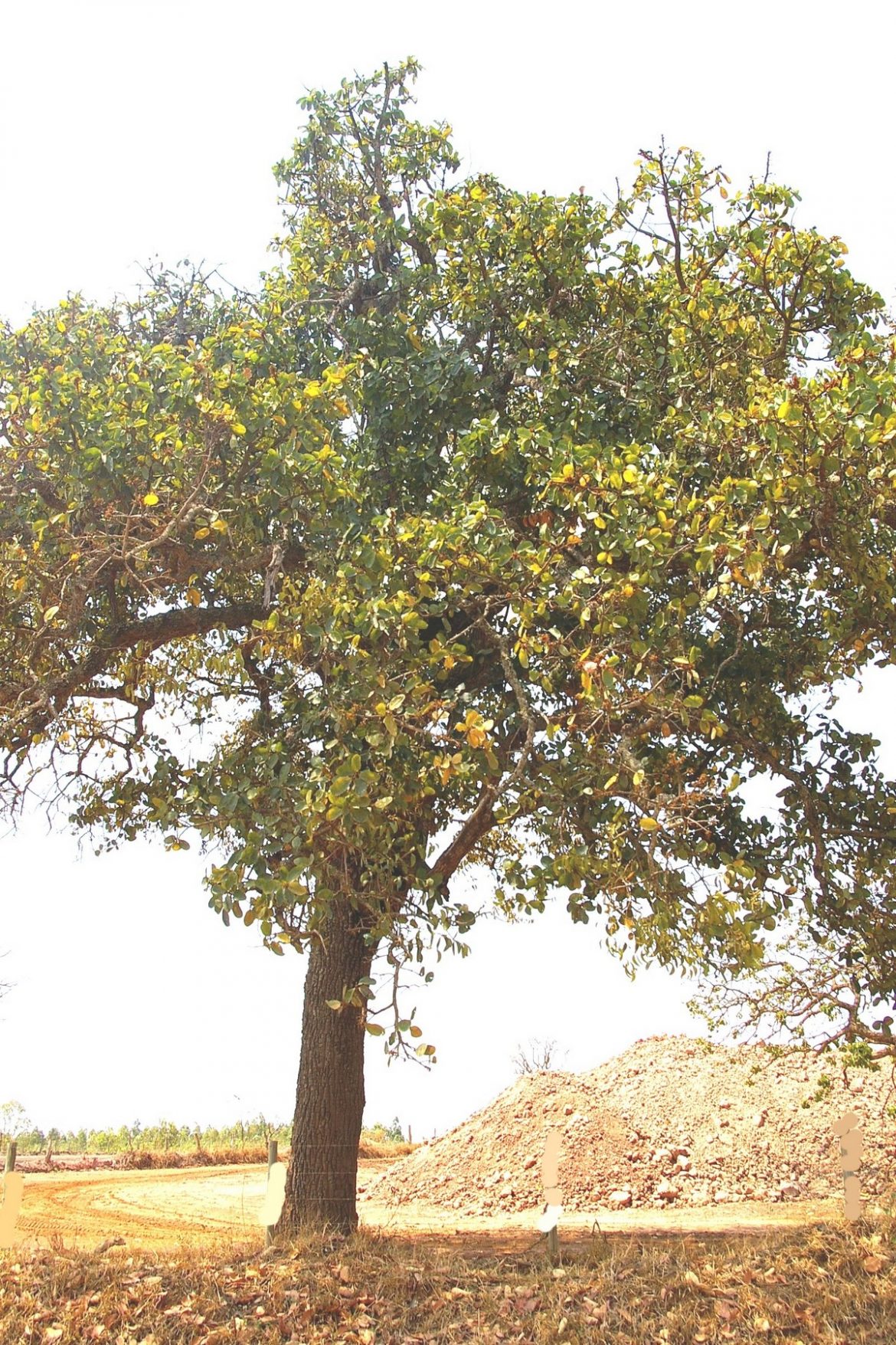 Pouteria ramiflora (Mart.) Radlk. | Árvores do Bioma Cerrado