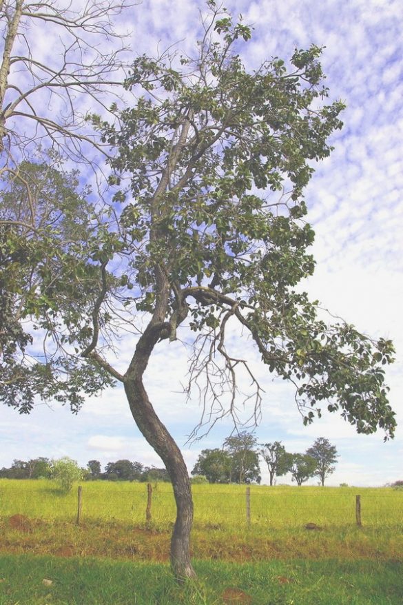 Roupala Montana Aubl árvores Do Bioma Cerrado
