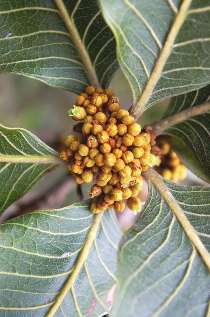 Pouteria ramiflora (Mart.) Radlk. | Árvores do Bioma Cerrado
