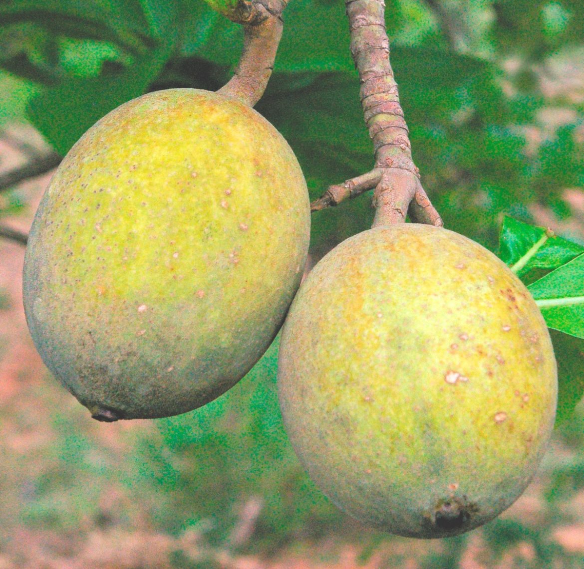 Genipa americana L. | Árvores do Bioma Cerrado