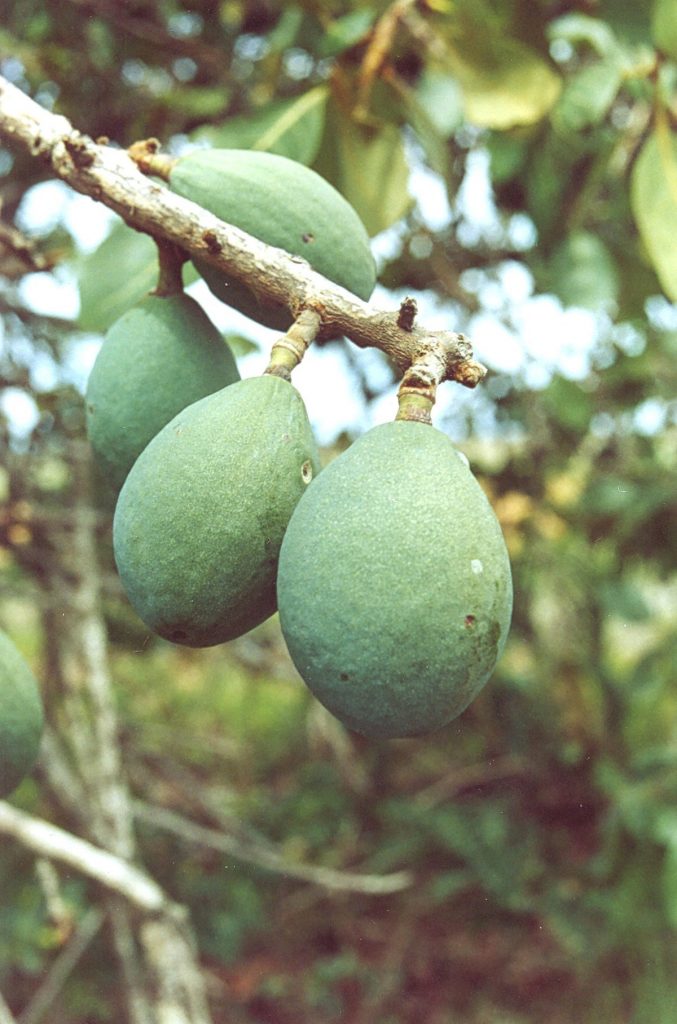 Pouteria ramiflora (Mart.) Radlk. | Árvores do Bioma Cerrado