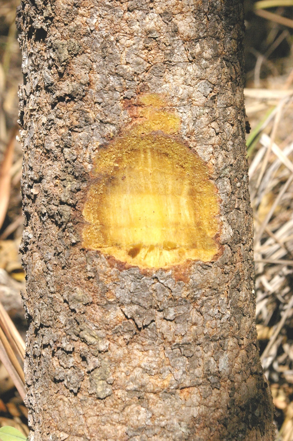 Qualea multiflora Mart. subesp. multiflora | Árvores do Bioma Cerrado