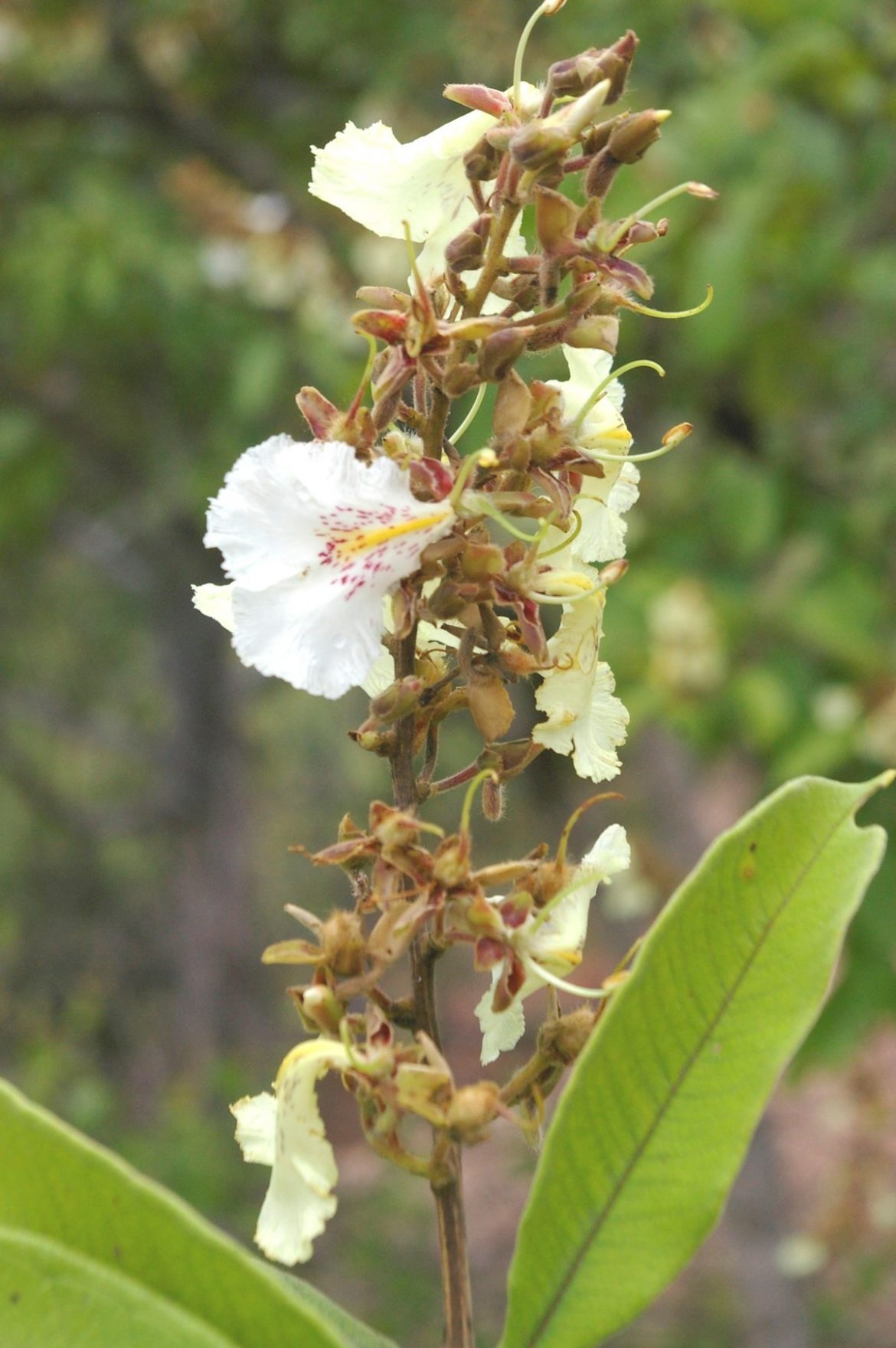 Qualea multiflora Mart. subesp. multiflora | Árvores do Bioma Cerrado