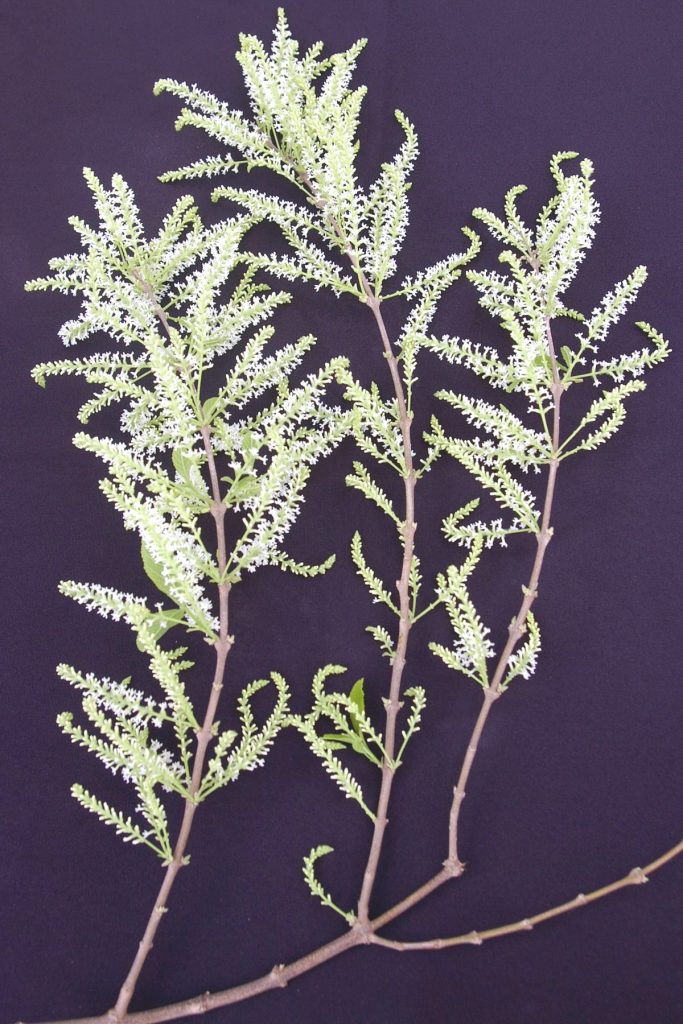 Aloysia virgata (Ruiz & Pav.) Juss. | Árvores do Bioma Cerrado