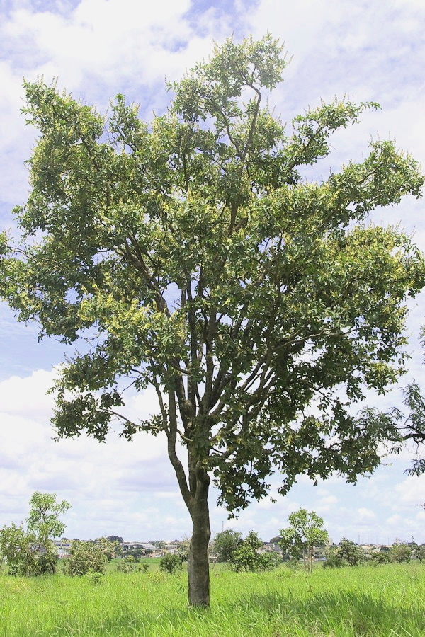 Qualea multiflora Mart. | Árvores do Bioma Cerrado