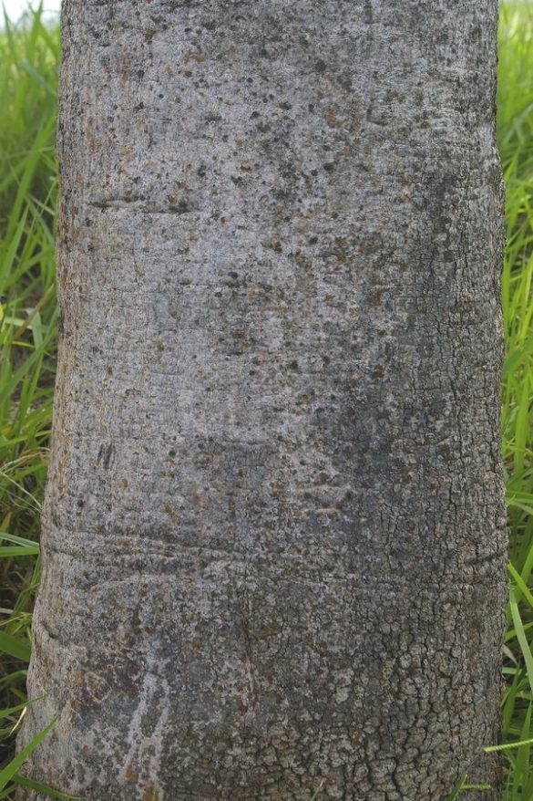Qualea multiflora Mart. | Árvores do Bioma Cerrado