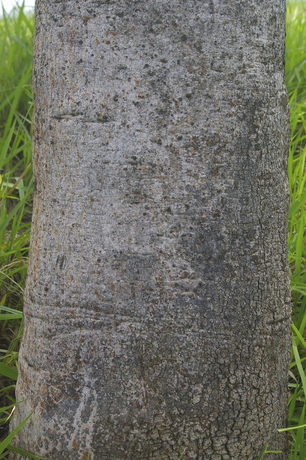 Qualea multiflora Mart. | Árvores do Bioma Cerrado