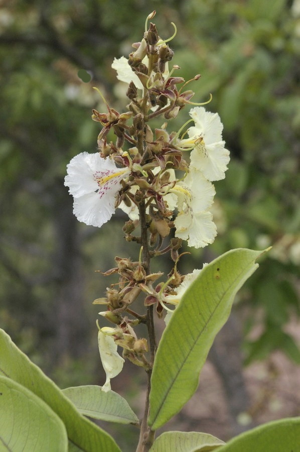 Qualea multiflora Mart. | Árvores do Bioma Cerrado