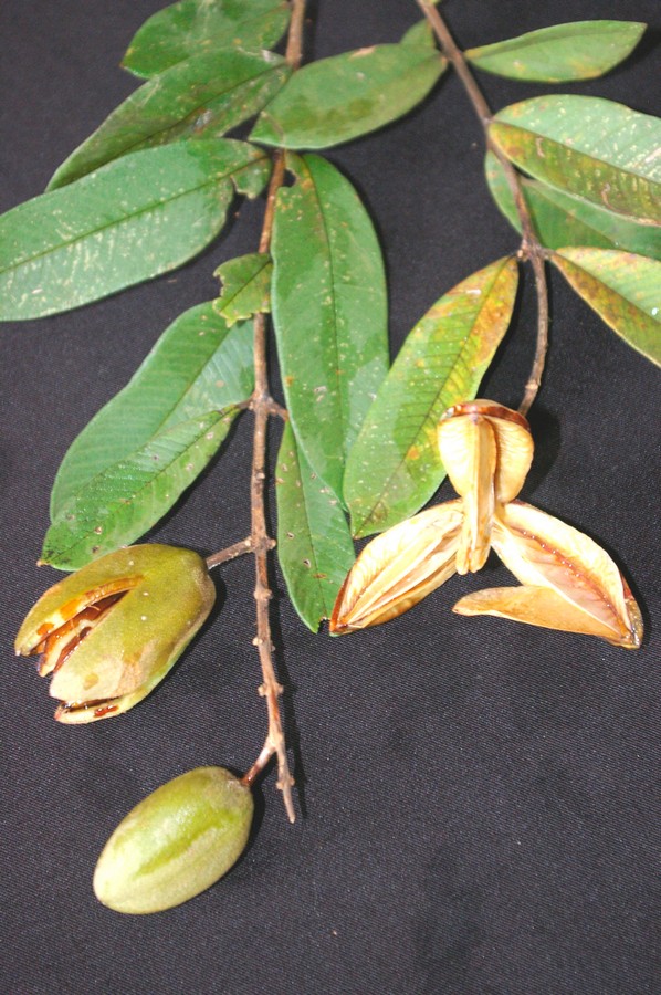 Qualea multiflora Mart. | Árvores do Bioma Cerrado