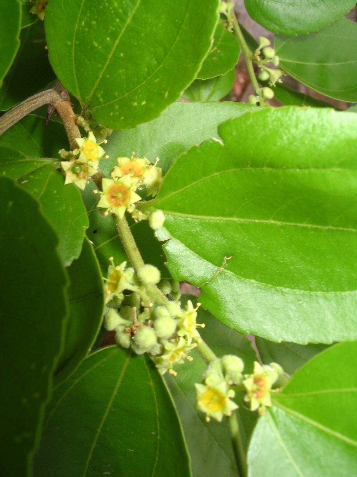 Sarcomphalus joazeiro (Mart.) Hauenshild | Árvores do Bioma Cerrado
