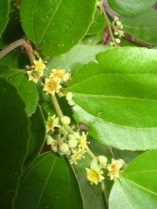 Sarcomphalus joazeiro (Mart.) Hauenshild | Árvores do Bioma Cerrado