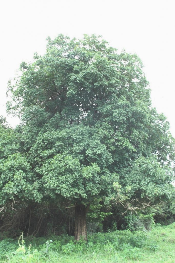 Talisia esculenta (A.St.-Hil.) Radlk. | Árvores do Bioma Cerrado