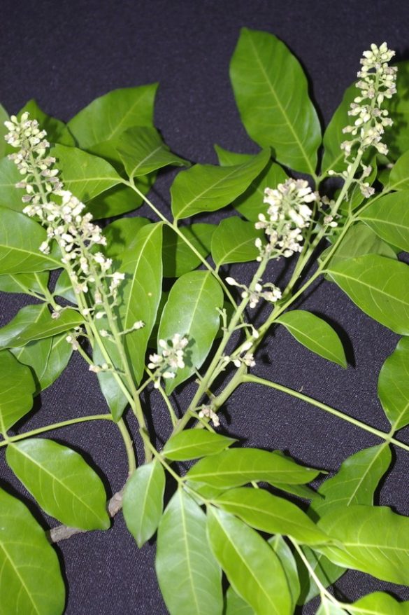 Talisia esculenta (A.St.-Hil.) Radlk. | Árvores do Bioma Cerrado