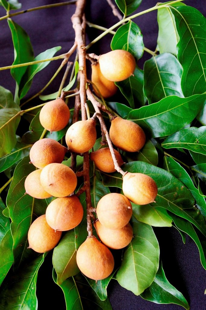 Talisia esculenta (A.St.-Hil.) Radlk. | Árvores do Bioma Cerrado