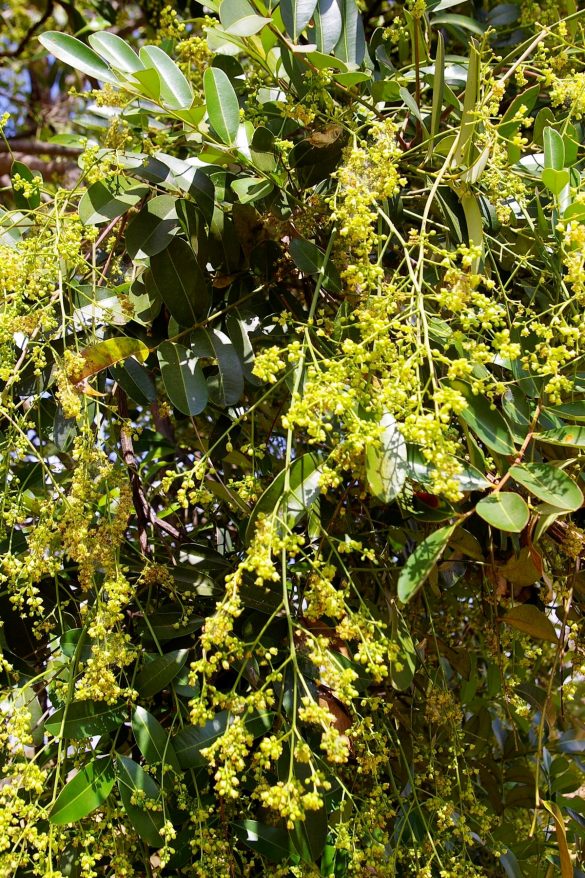 Simarouba amara Aubl. | Árvores do Bioma Cerrado