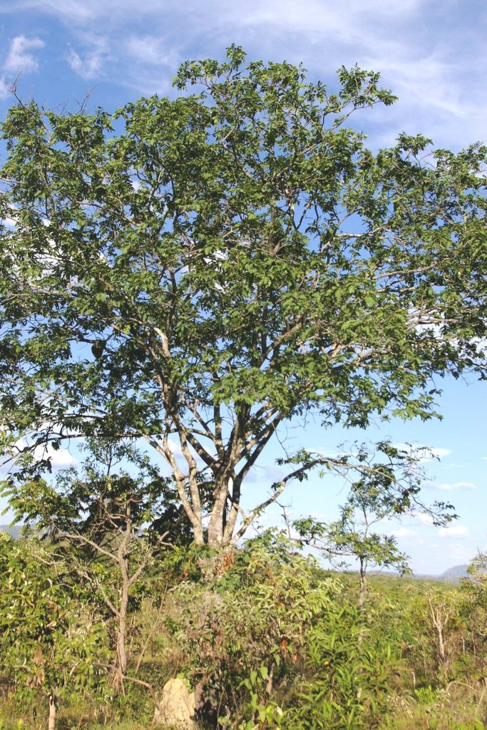 Copaifera cf. elliptica Mart. | Árvores do Bioma Cerrado