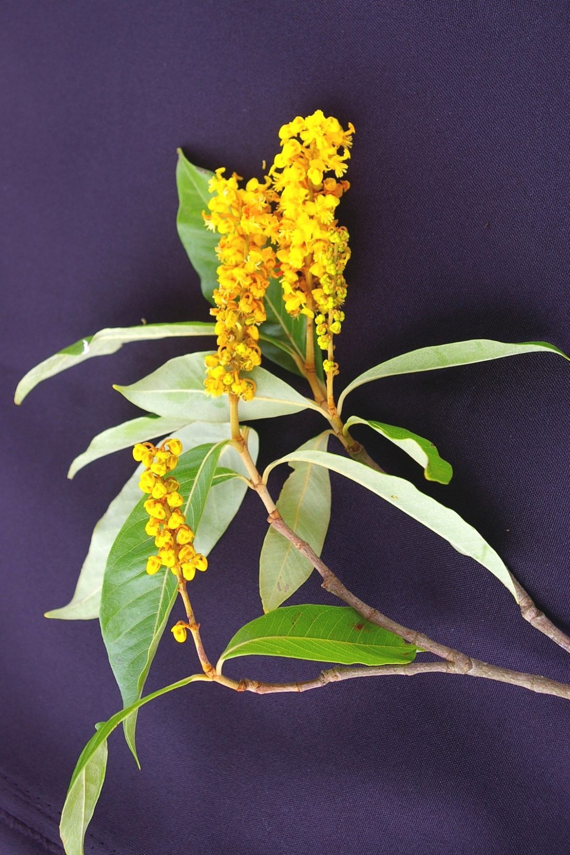 Byrsonima cf. crassifolia (L.) Kunth | Árvores do Bioma Cerrado