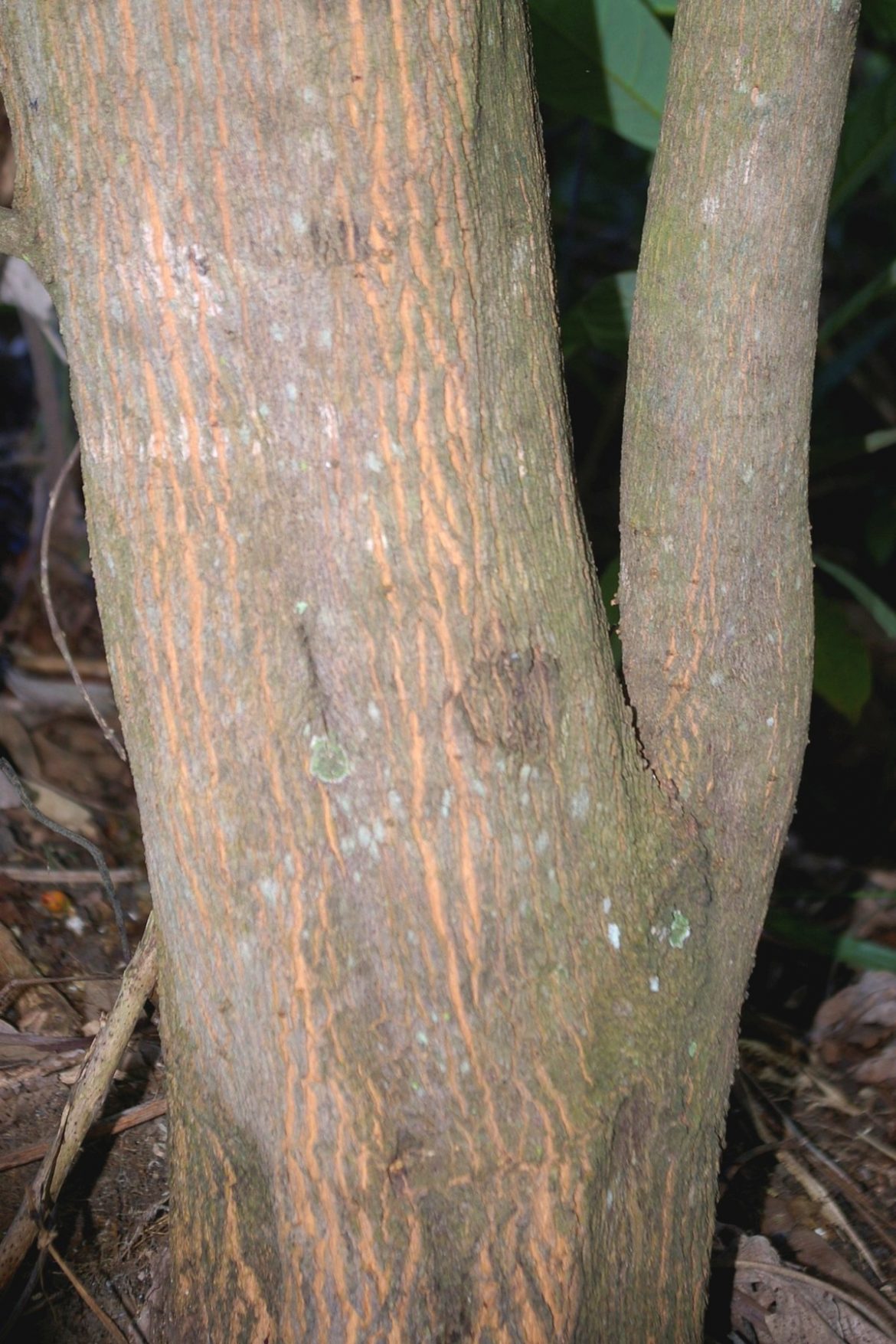 Styrax pohlii A.DC. | Árvores do Bioma Cerrado