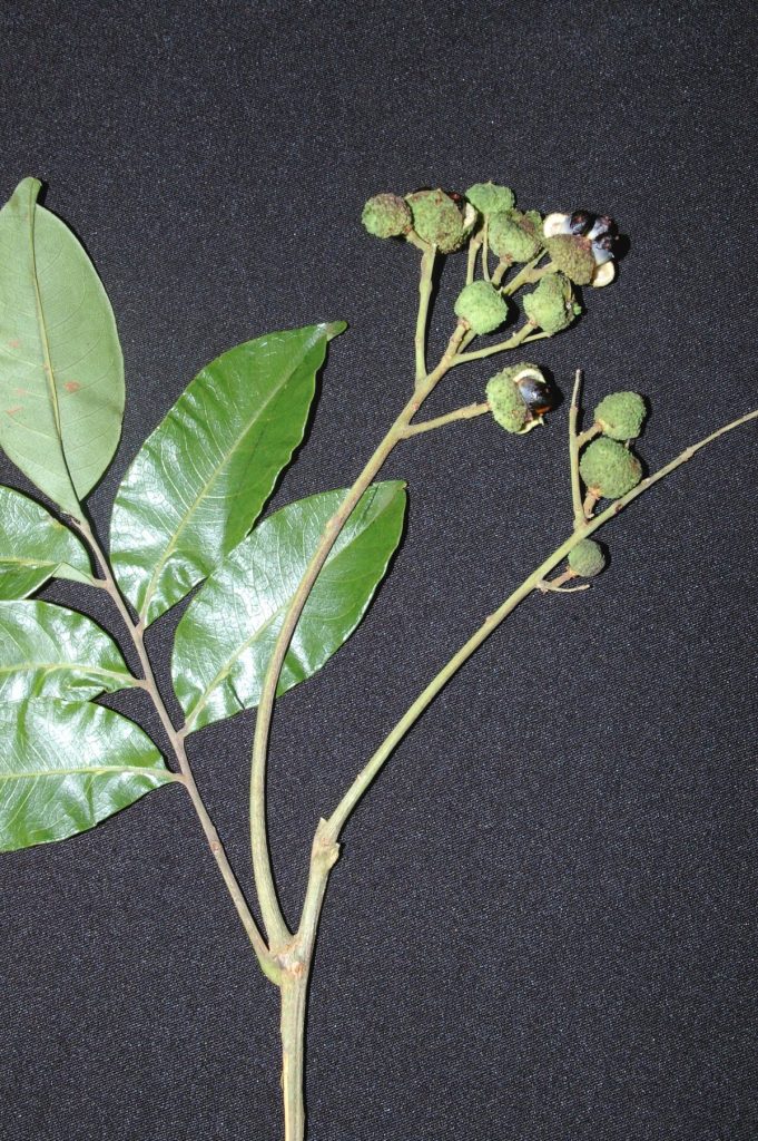 Matayba cf. elaeagnoides Radlk. | Árvores do Bioma Cerrado