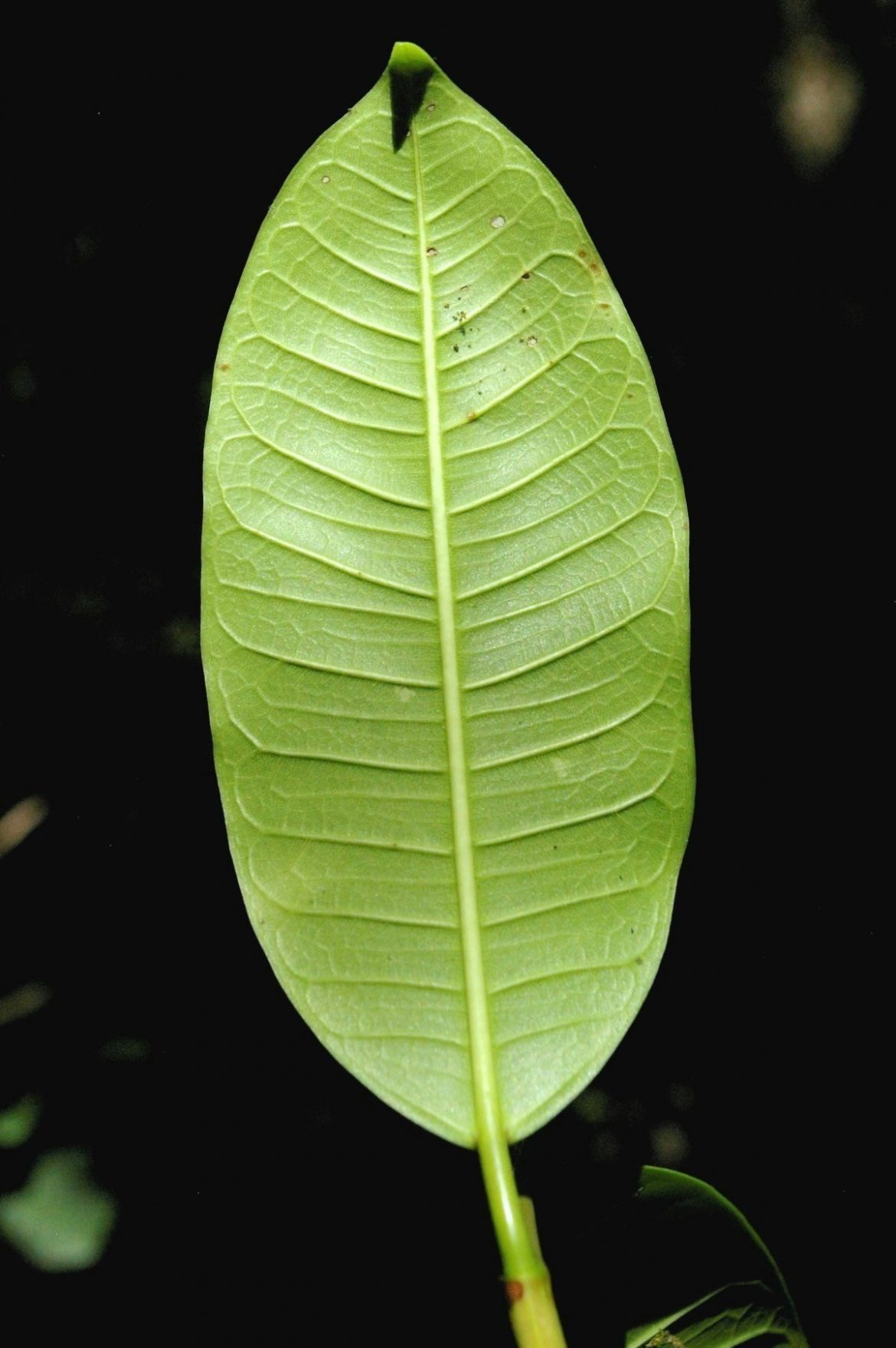 Ficus sp 2 | Árvores do Bioma Cerrado