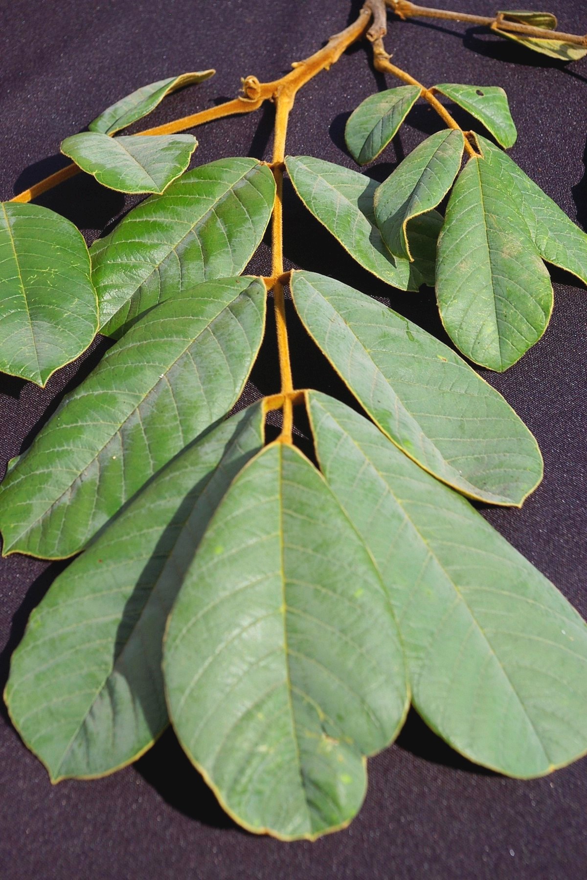 Ormosia cf. coarctataJacq. | Árvores do Bioma Cerrado