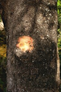 Ormosia cf. coarctataJacq. | Árvores do Bioma Cerrado