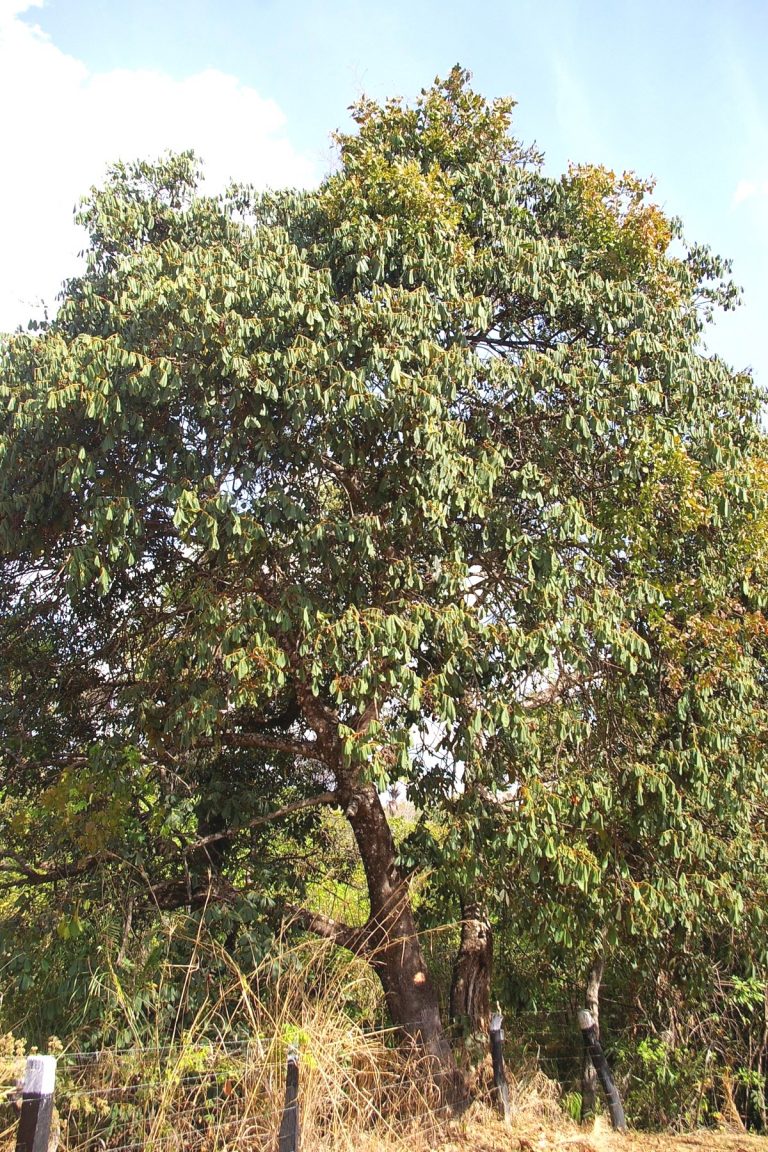 Ormosia cf. coarctataJacq. | Árvores do Bioma Cerrado