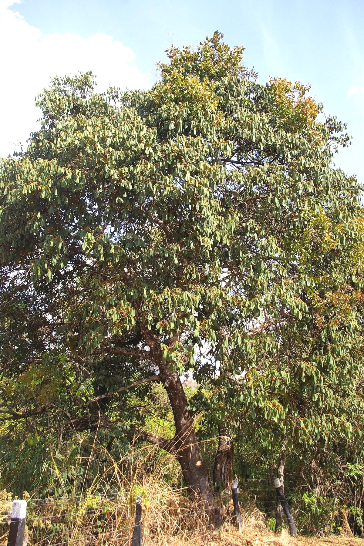 Ormosia cf. coarctataJacq. | Árvores do Bioma Cerrado