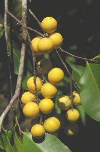 Micropholis venulosa (Mart. &Eichler) Pierre | Árvores do Bioma Cerrado