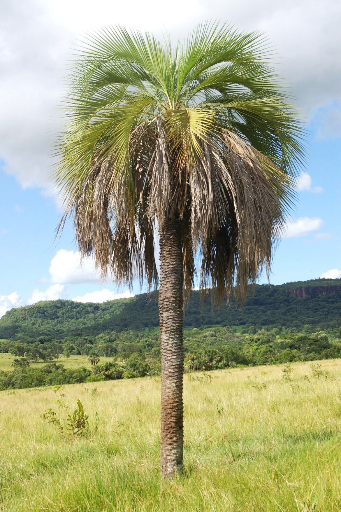 Butia purpurascens Glassman | Árvores do Bioma Cerrado