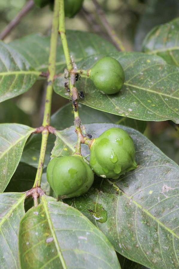 Protium cerradicola Daly | Árvores do Bioma Cerrado