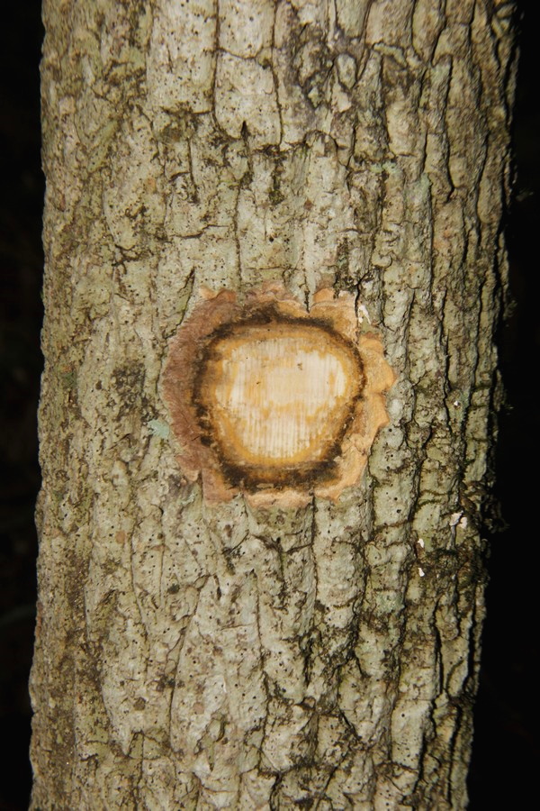 Guapira sp 1 | Árvores do Bioma Cerrado