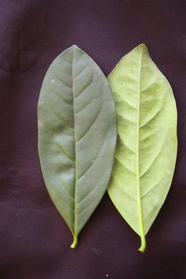 Guapira sp 1 | Árvores do Bioma Cerrado