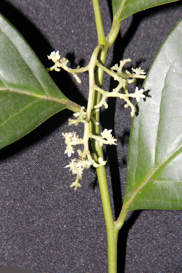 Guapira sp 1 | Árvores do Bioma Cerrado