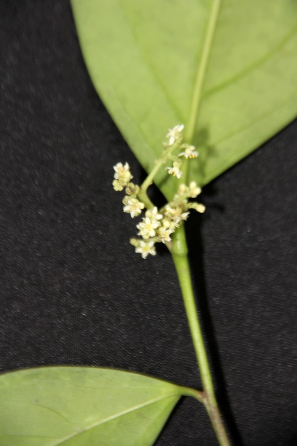 Guapira sp 1 | Árvores do Bioma Cerrado