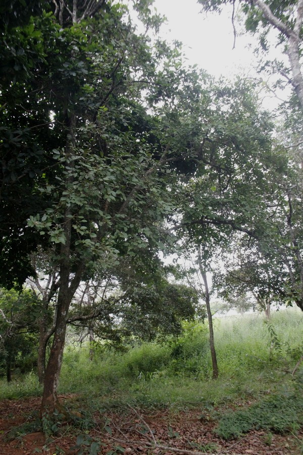 Psidium sp 1 | Árvores do Bioma Cerrado