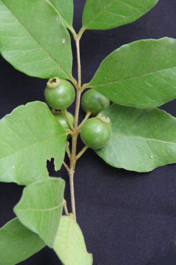 Psidium sp 1 | Árvores do Bioma Cerrado