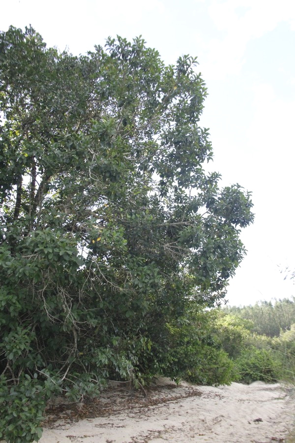 Symplocos sp 1 | Árvores do Bioma Cerrado