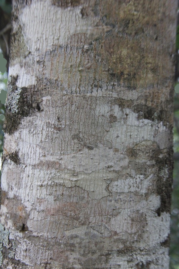 Symplocos sp 1 | Árvores do Bioma Cerrado