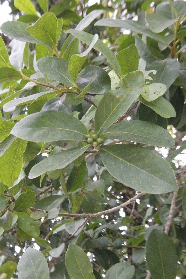 Symplocos sp 1 | Árvores do Bioma Cerrado