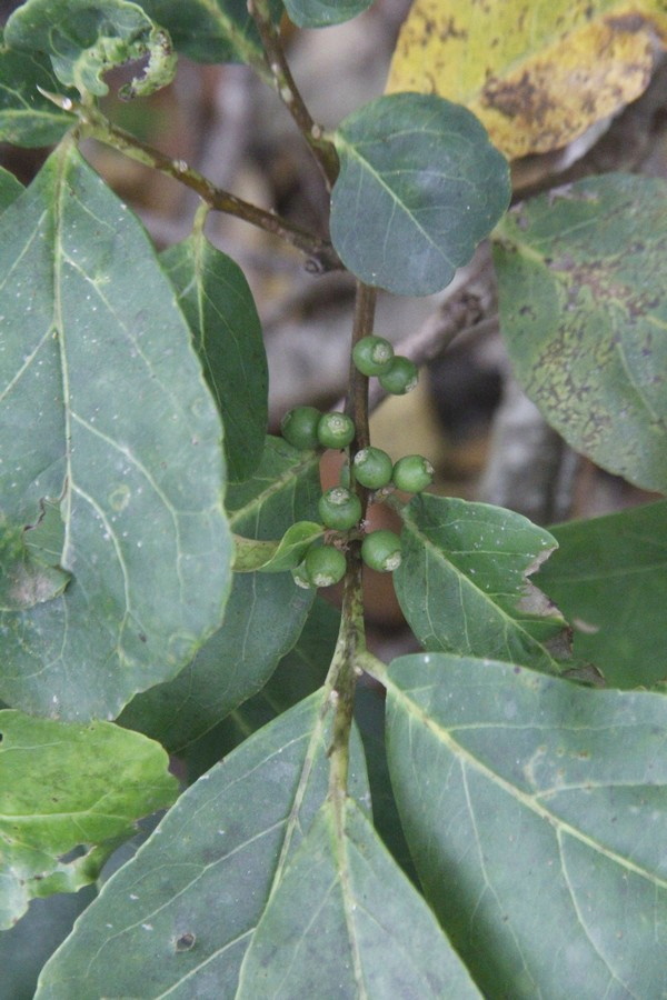 Symplocos sp 1 | Árvores do Bioma Cerrado