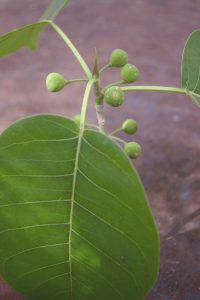 Ficus enormis Mart. ex Miq. | Árvores do Bioma Cerrado