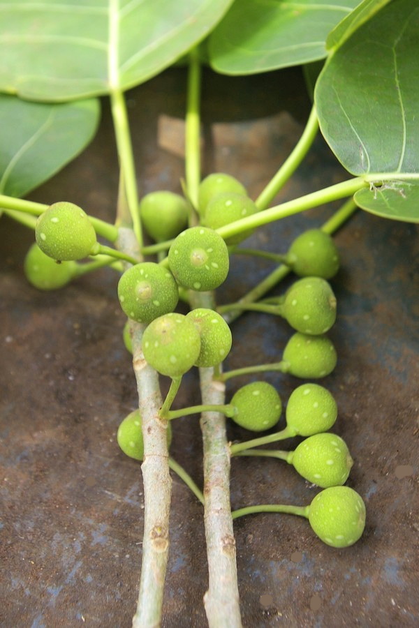 Ficus enormis Mart. ex Miq. | Árvores do Bioma Cerrado