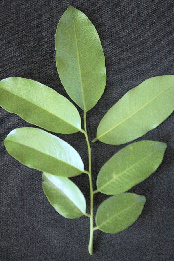 Pterocarpus violaceus Vogel | Árvores do Bioma Cerrado