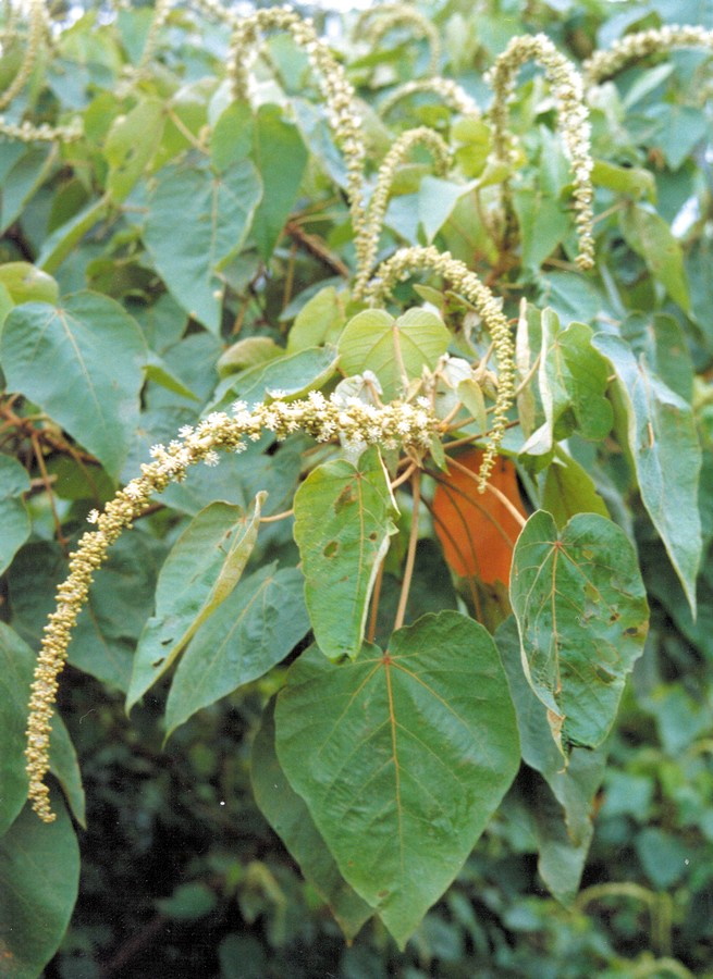 Croton floribundus Spreng | Árvores do Bioma Cerrado